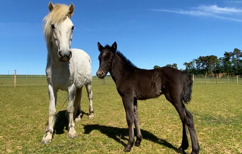 Breeding Grant – THE ERISKAY PONY SOCIETY