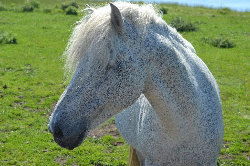 THE ERISKAY PONY SOCIETY – Protecting and Promoting Scotland's Ancient ...