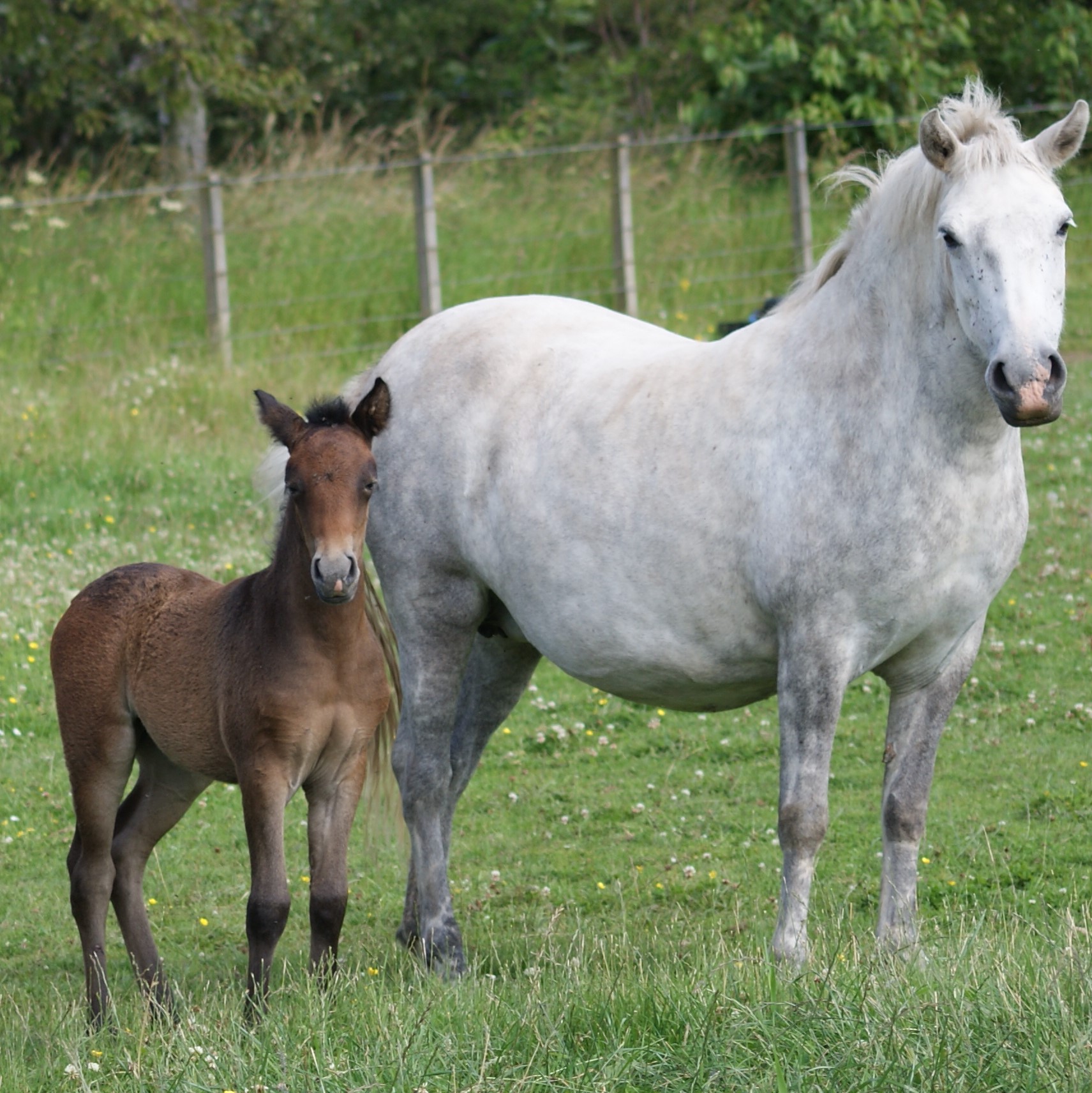 Services – THE ERISKAY PONY SOCIETY