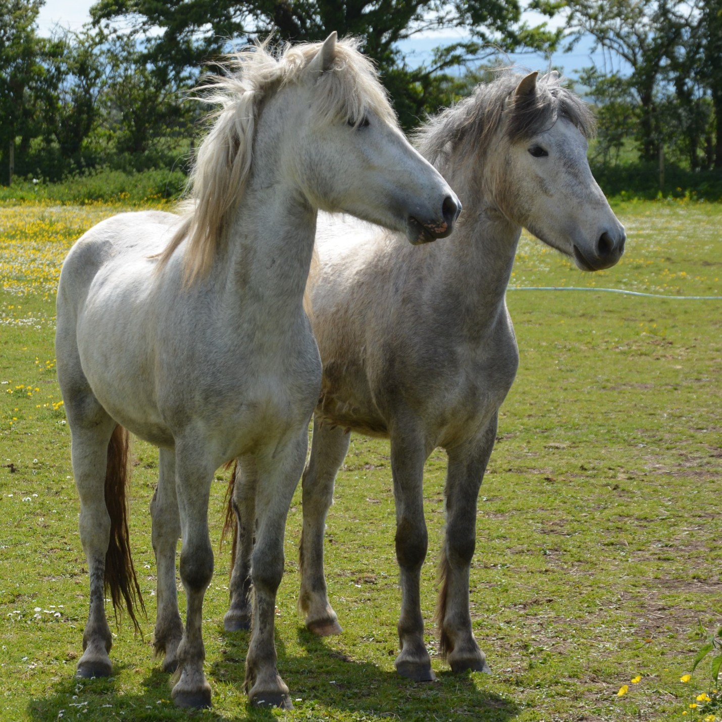 THE ERISKAY PONY SOCIETY – Protecting and Promoting Scotland's Ancient ...