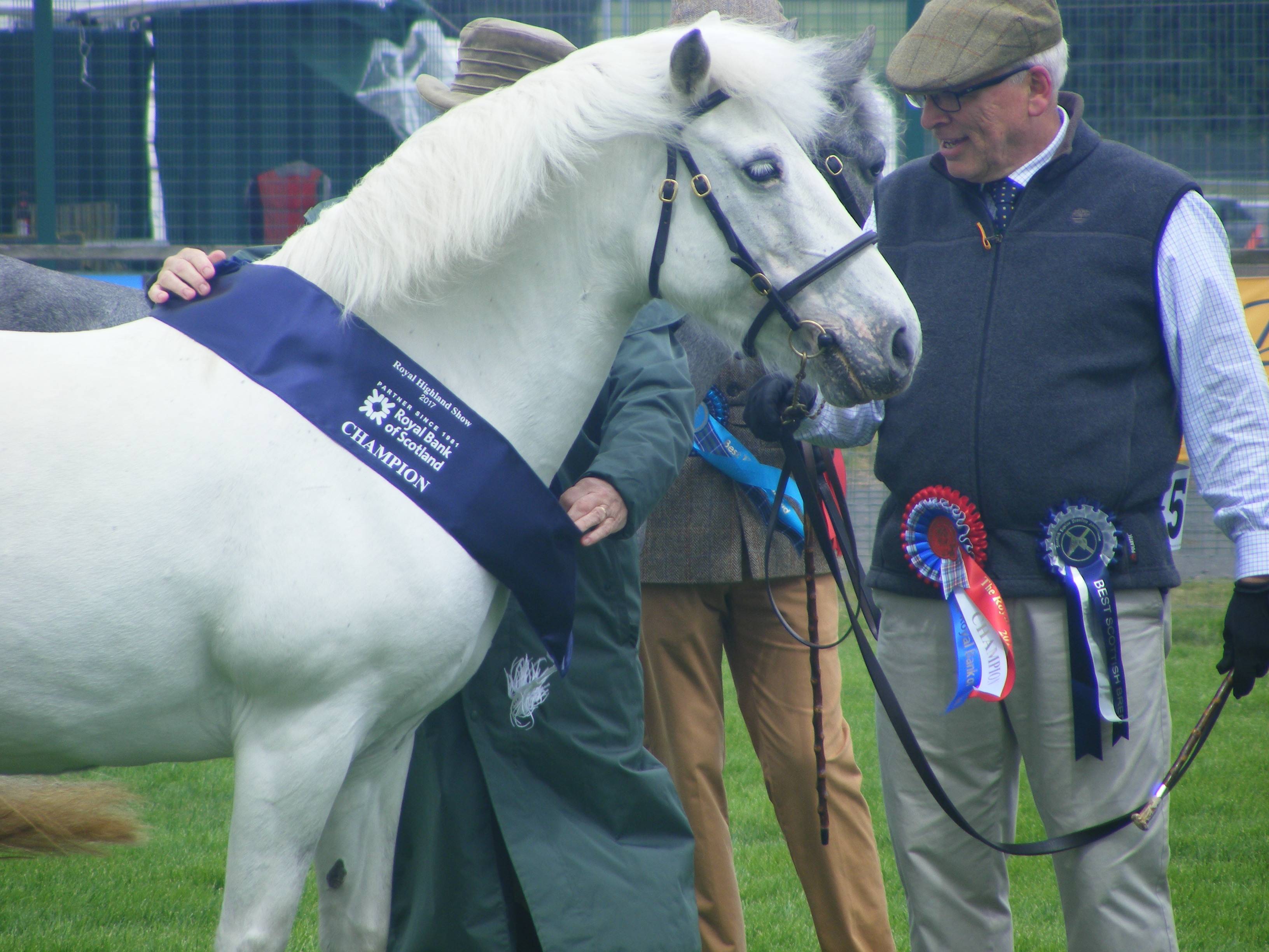 Showing your Pony – THE ERISKAY PONY SOCIETY