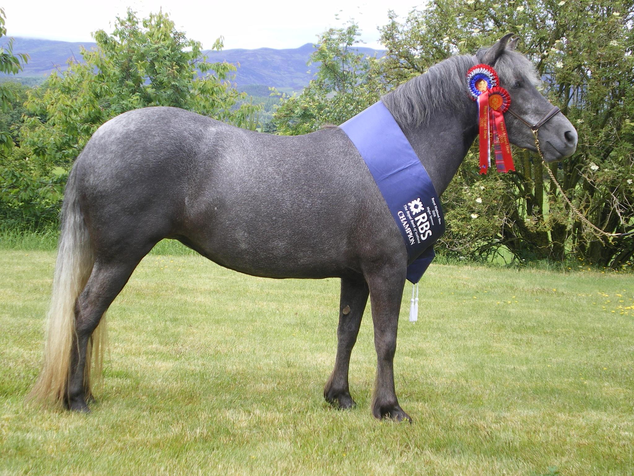 THE ERISKAY PONY SOCIETY – Protecting and Promoting Scotland's Ancient ...