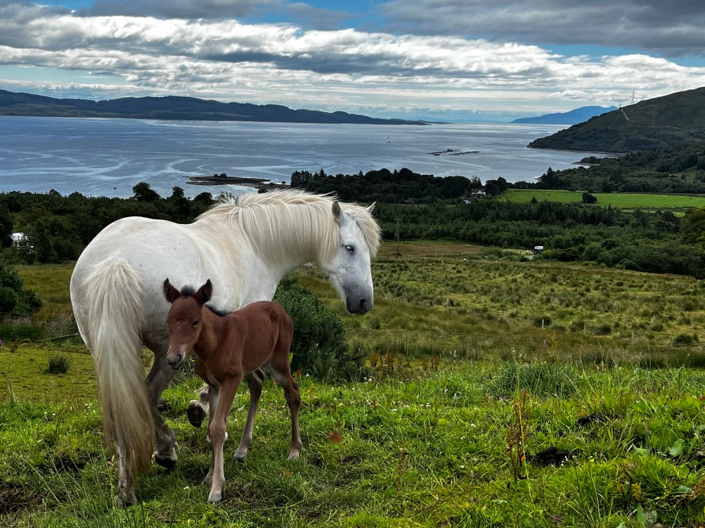 THE ERISKAY PONY SOCIETY – Protecting and Promoting Scotland's Ancient ...